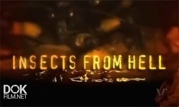 Документальный фильм «Насекомые Дьявола / Insects From Hell (2004-2009) / 06. Яд» - смотреть ...