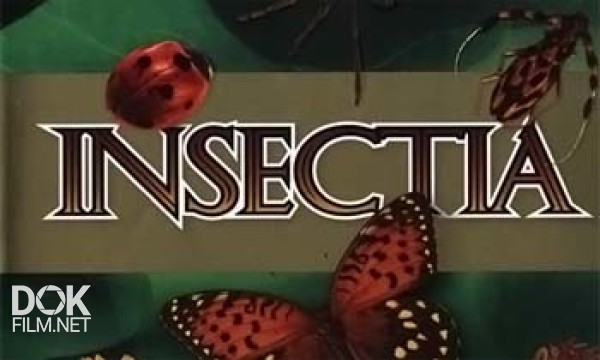 Документальный фильм «Страсти По Насекомым / Insectia / Сезон 1 (1999) / 1. Страсти По Насекомым ...