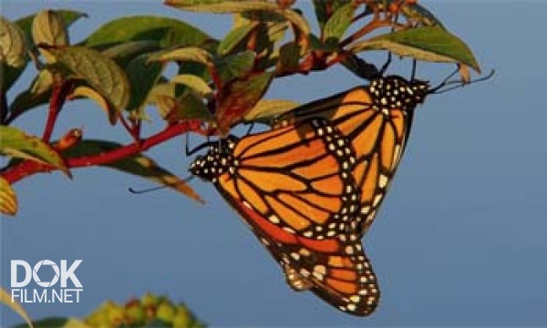 Документальный фильм «Невероятное Путешествие Бабочек / The Incredible ...