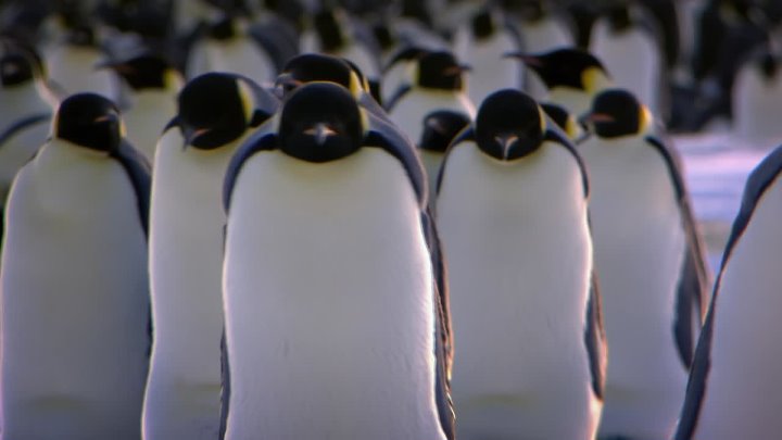 Документальный фильм «Странная планета/ Planet Weird (2024) / 1. Истории происхождения ...