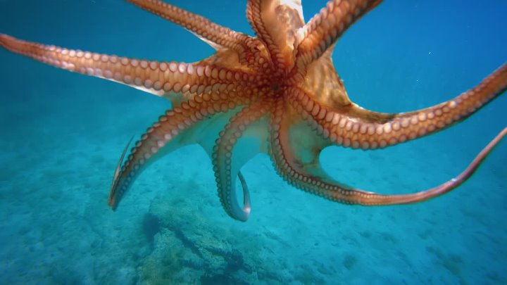 Документальный фильм «Странная планета/ Planet Weird (2024) / 2. Суперспособности» - смотреть ...