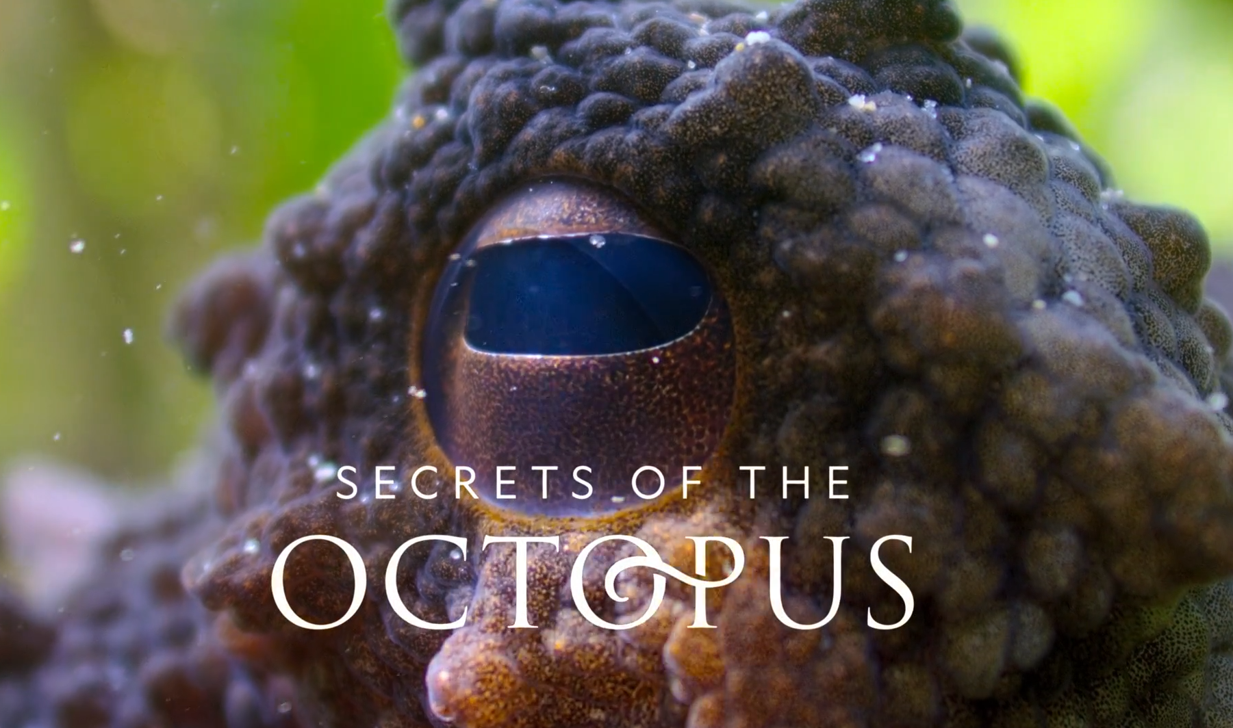 Документальный фильм «Тайны осьминога/ Secrets of the Octopus (2024 ...