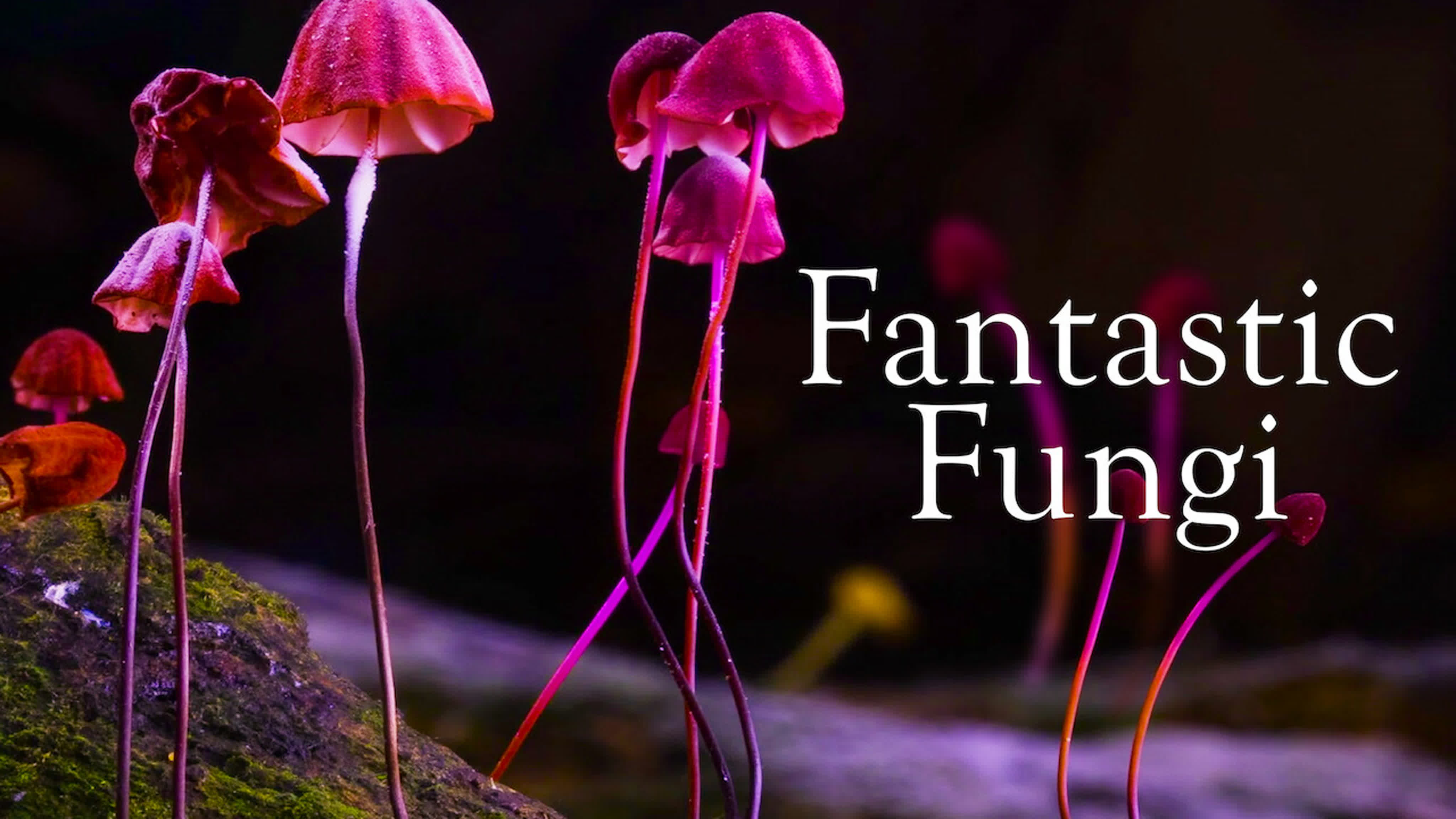 Документальный фильм «Фантастические грибы/ Fantastic Fungi (2019 ...