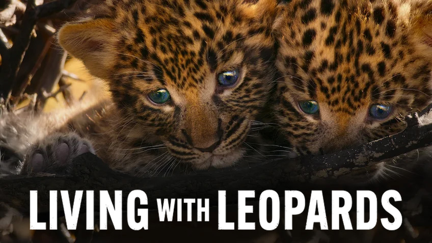 Документальный фильм «Жизнь леопардов/ Living with Leopards (2024) / 2 ...
